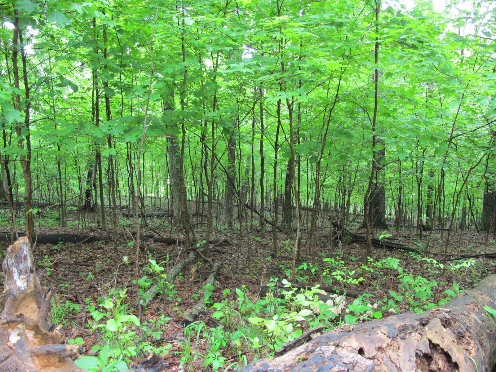 Blue Jay Barrens: Fallen Trees and Browse Lines