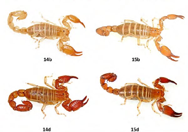 Rare Scorpions