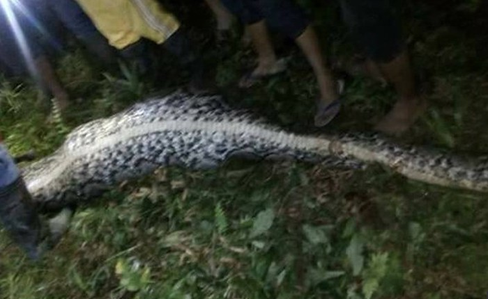 The serpent Python Eating a Human Life lived in Indonesia - Aktual88 News