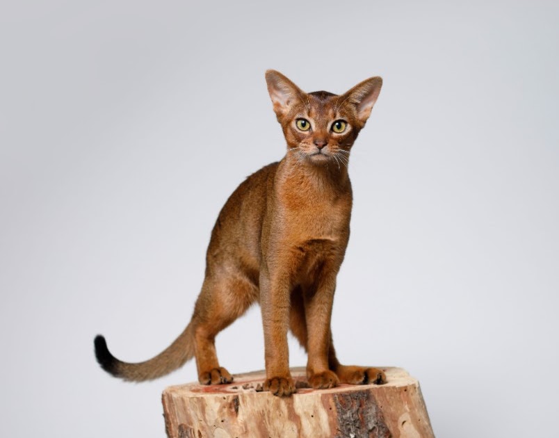 Kucing Abyssinian - Kunucats