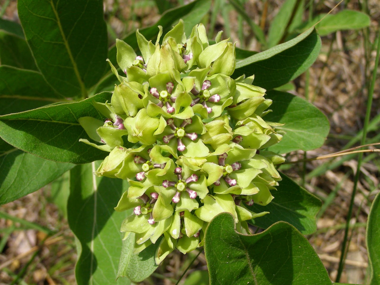 Blue Jay Barrens: Spider Milkweed
