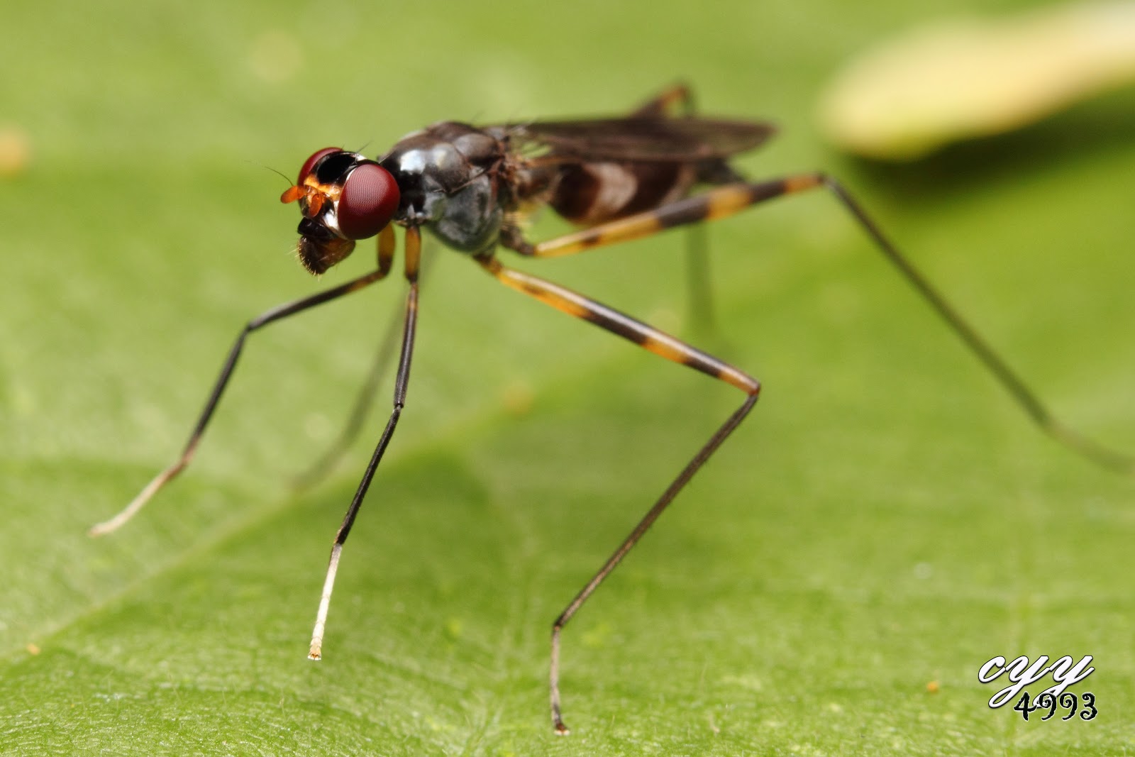 cyy4993: Stilt-legged Fly [Micropezidae] 微脚蝇