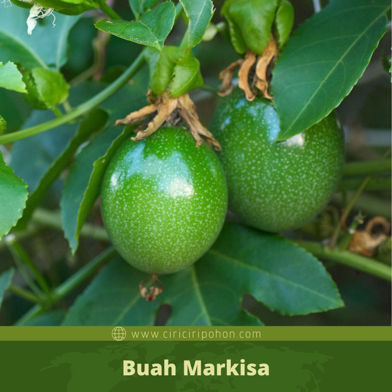 Ciri Ciri Pohon Markisa (Passiflora edulis) Di Alam Liar - Ciriciripohon.com