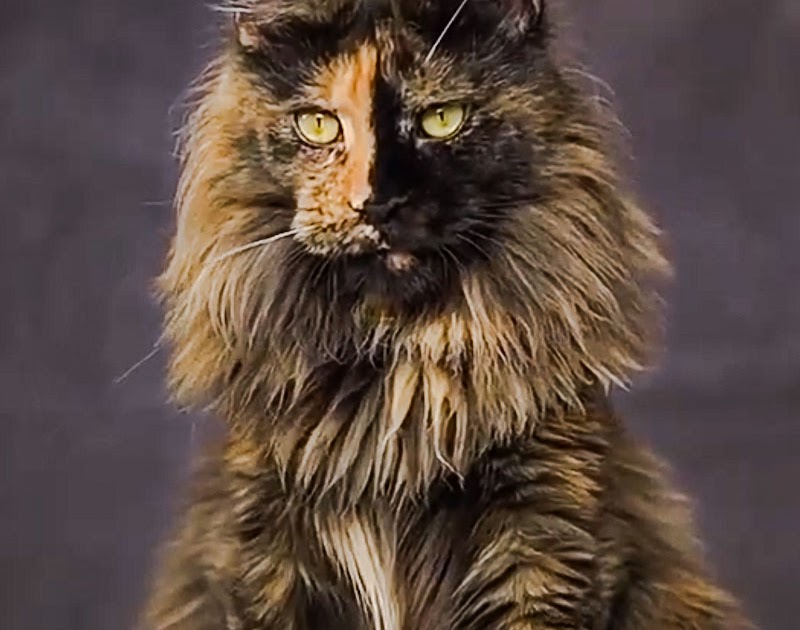 Split Colored Cat