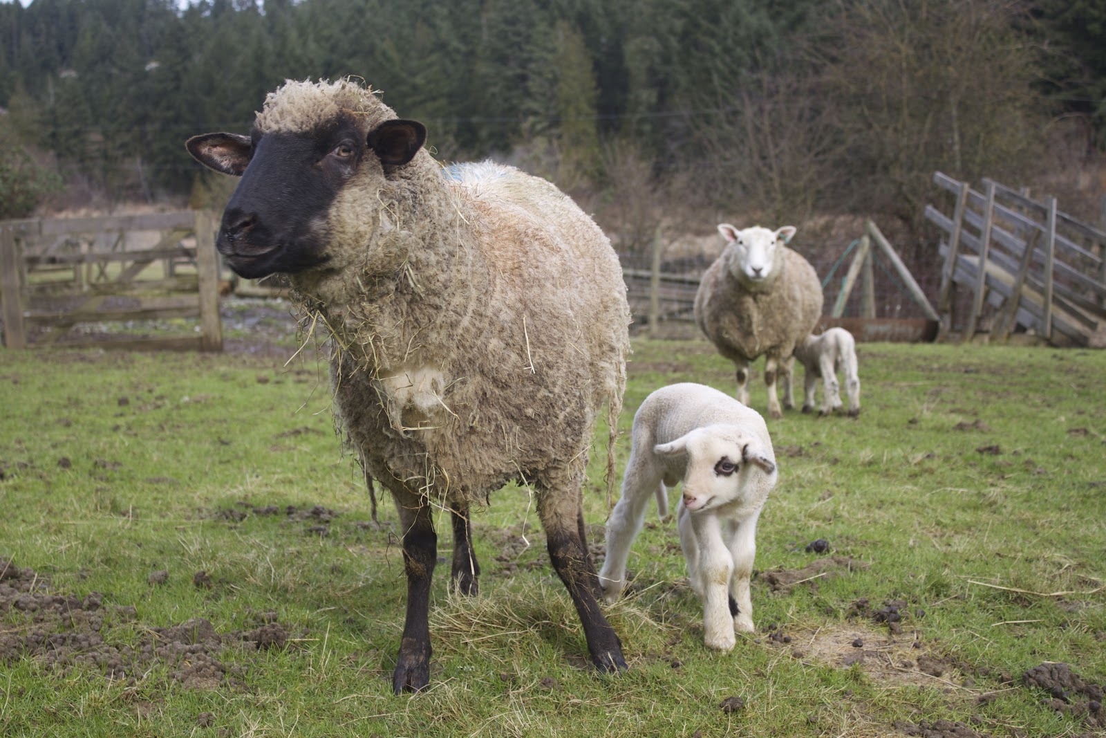 Bandit Stole my Heart: The life of sheep