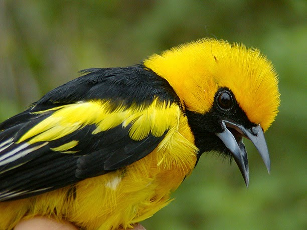 Bellas Aves de El Salvador: Icterus pectoralis (chiltota de pecho ...