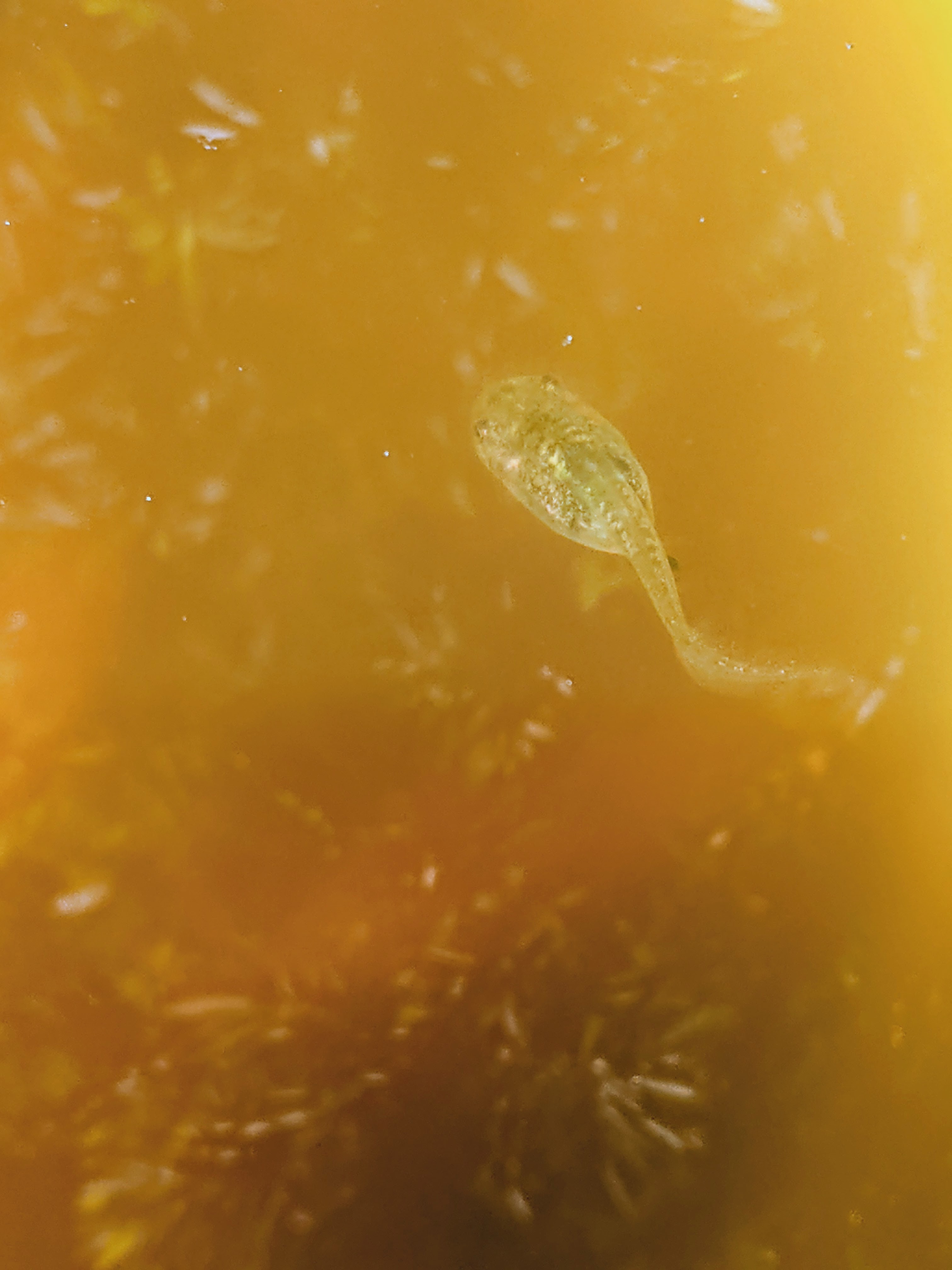 Being Gemel..........: Tadpoles....