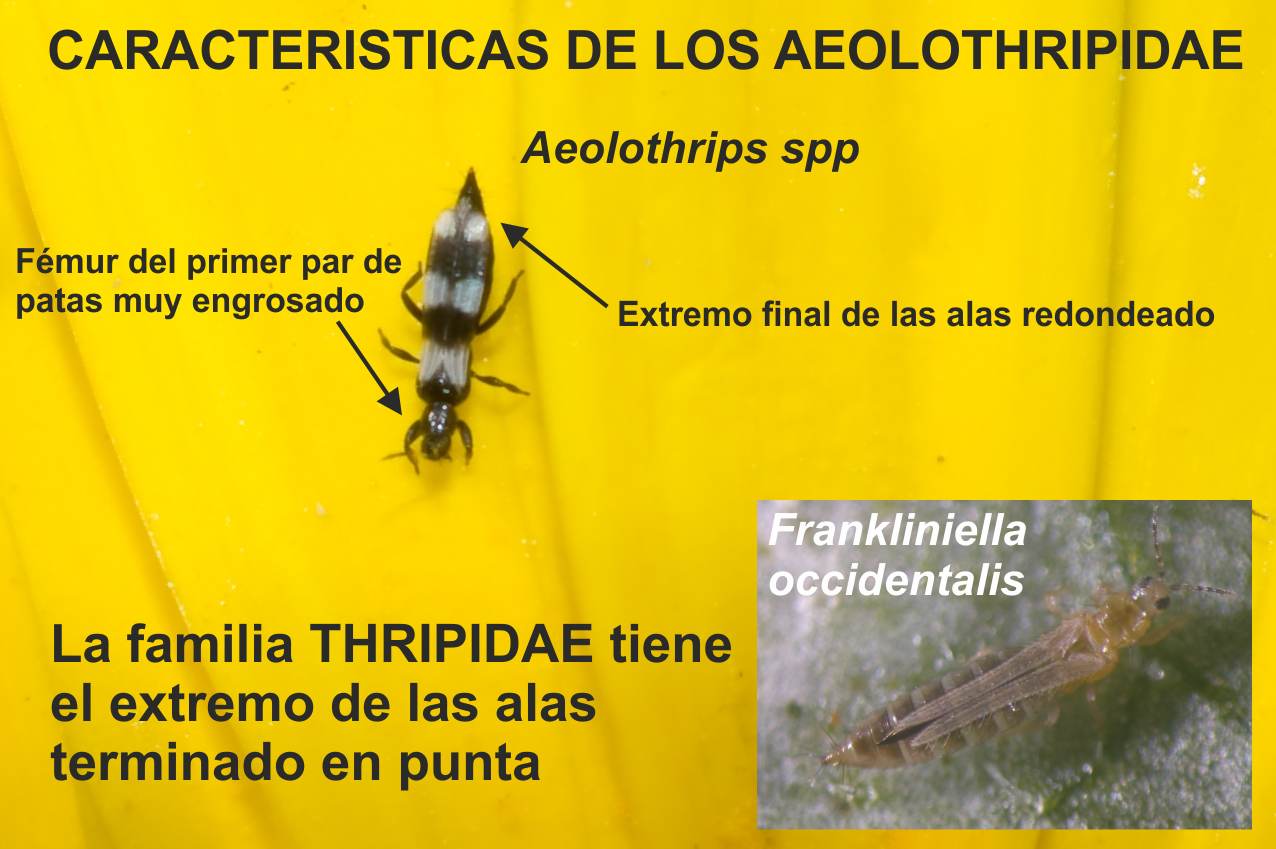 Homo agricola: Aeolothrips spp, perros que comen perro.