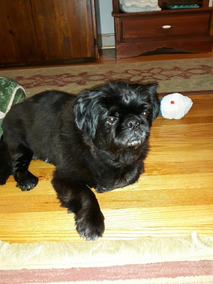 Must Love Pekes: TRIBBLE--SWEET BOY