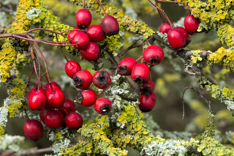 Medicinal Plants: Hawthorn Berry