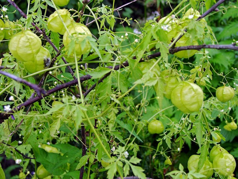 pengobatan alternatif: Khasiat Utama tanaman Paria Gunung bagi kesehatan