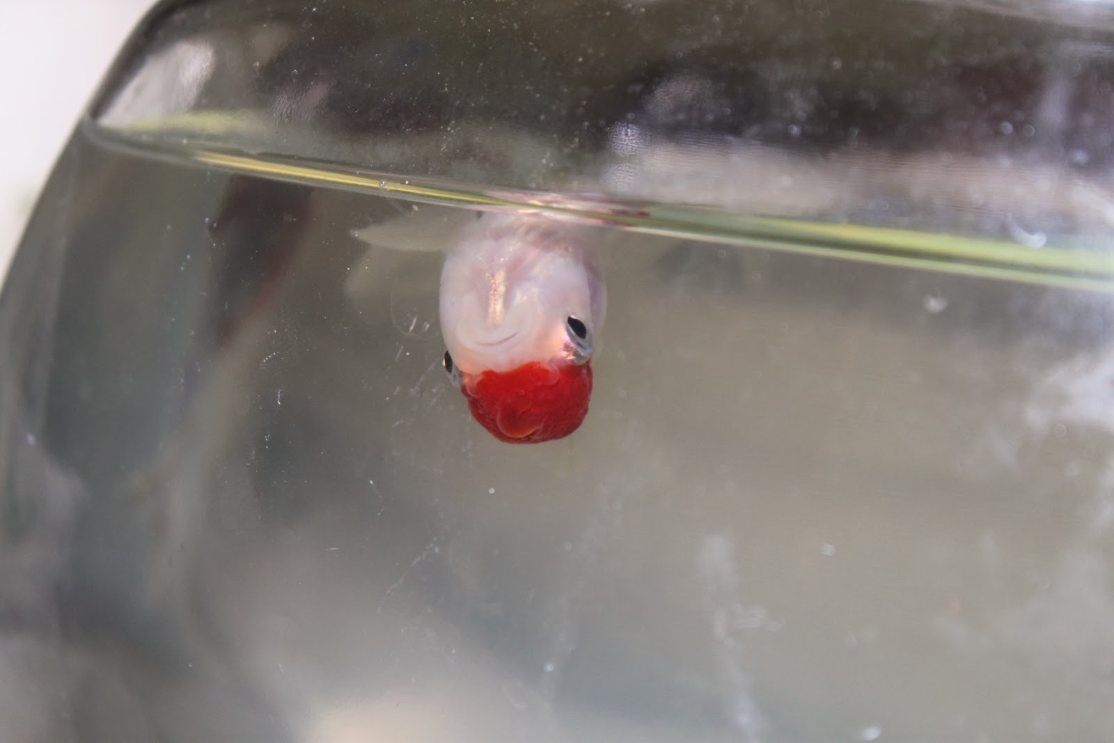 Groovydulcet: Moods and Musings: A Memorial to Zach's Funny-Craaaaazy ...