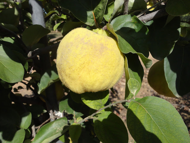 El Terrao - Dos urbanitas en el campo: MEMBRILLOS y ZAMBOAS