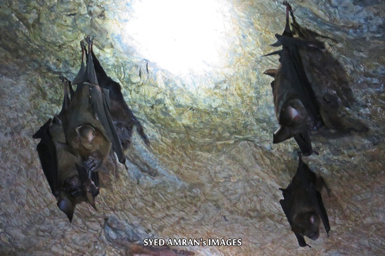 Agar Aku Tidak Lupa: LANGKAWI - DAY 02 - PART 05 - MANGROVE TOUR - GUA ...