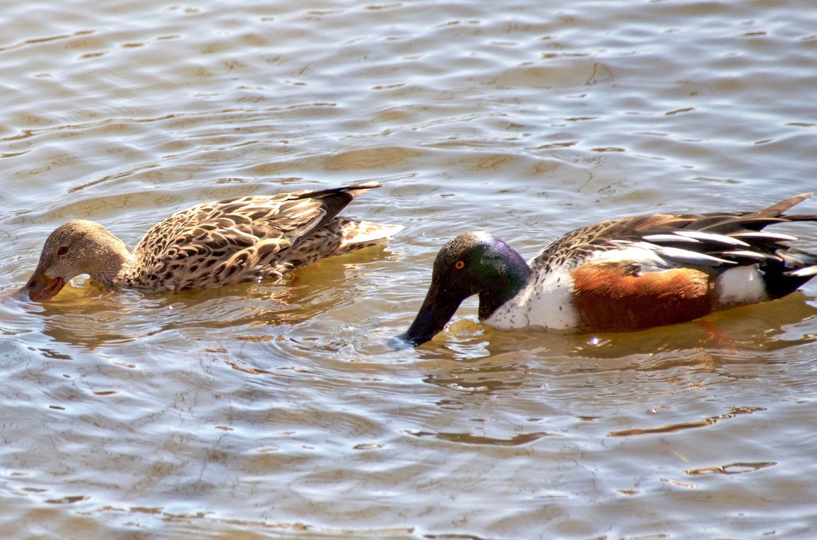 Urban Wildlife Guide: Northern Shoveler Ducks