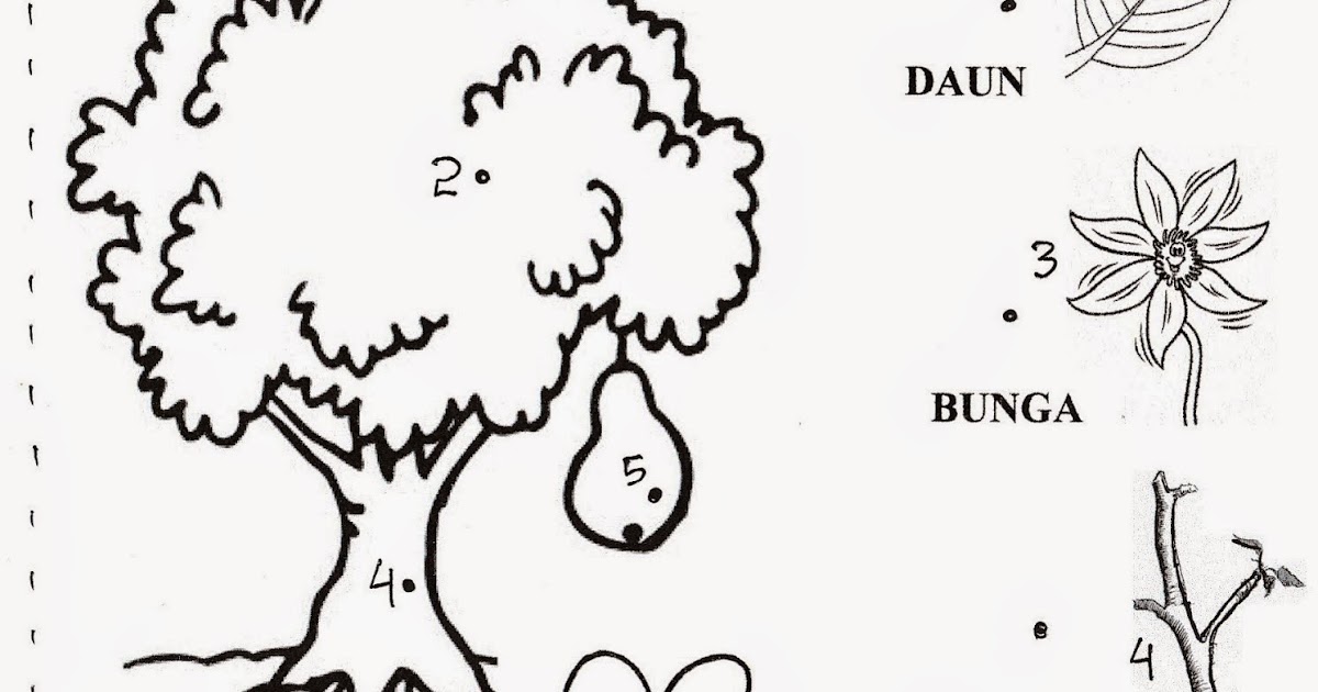 I'm happy now in PAUD: LKS LEMBAR KERJA SISWA TEMA TANAMAN - Plants ...