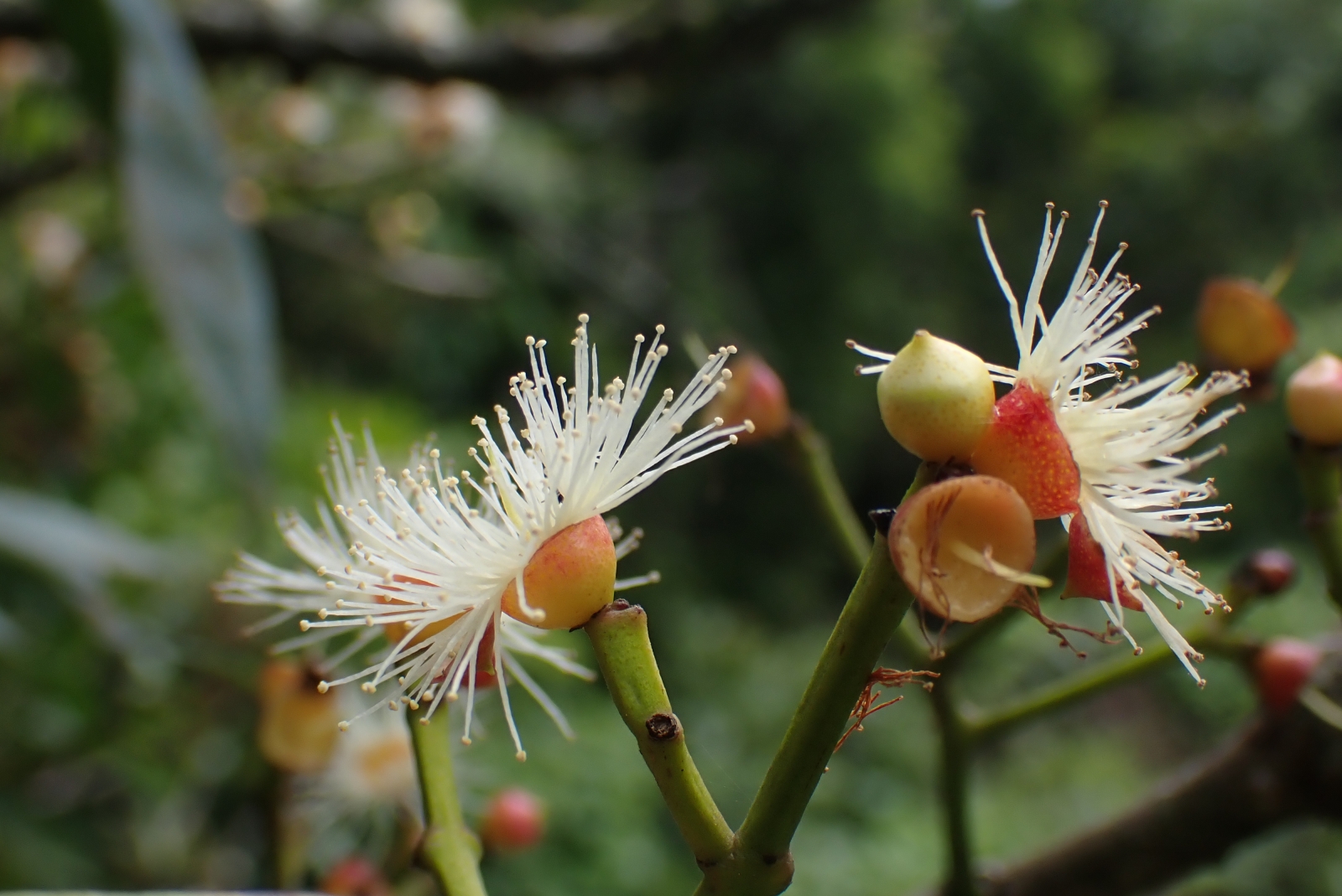 Cleistocalyx operculatus (Roxb.) Merr. et Perry 水翁