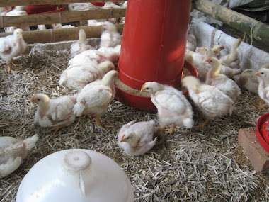 pollos sena euse: generalidades de los pollos