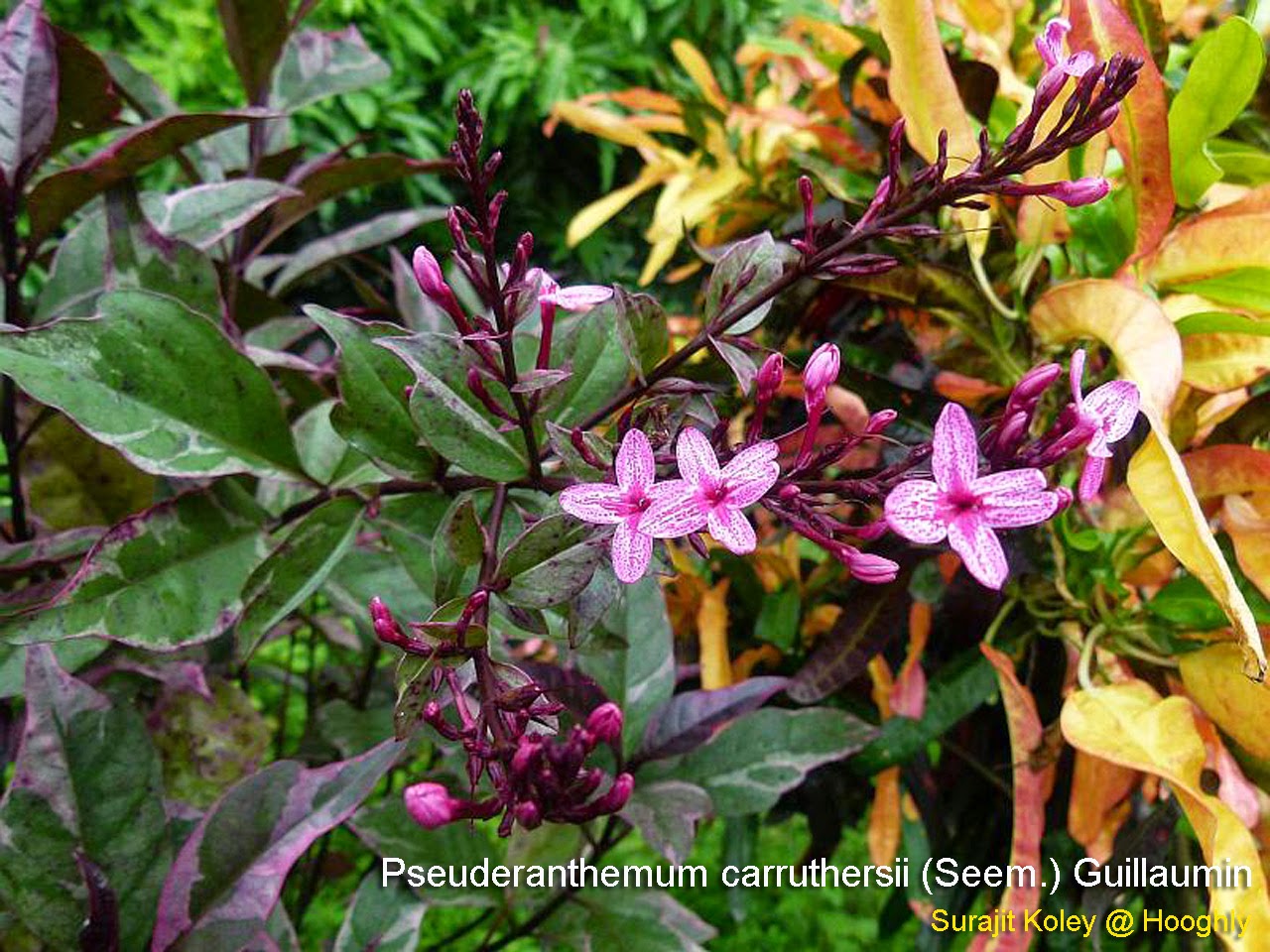 Eranthemum - JungleKey.in Image