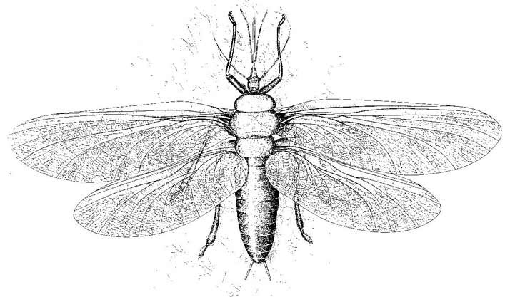 Variety of Life: Eugereonoidea