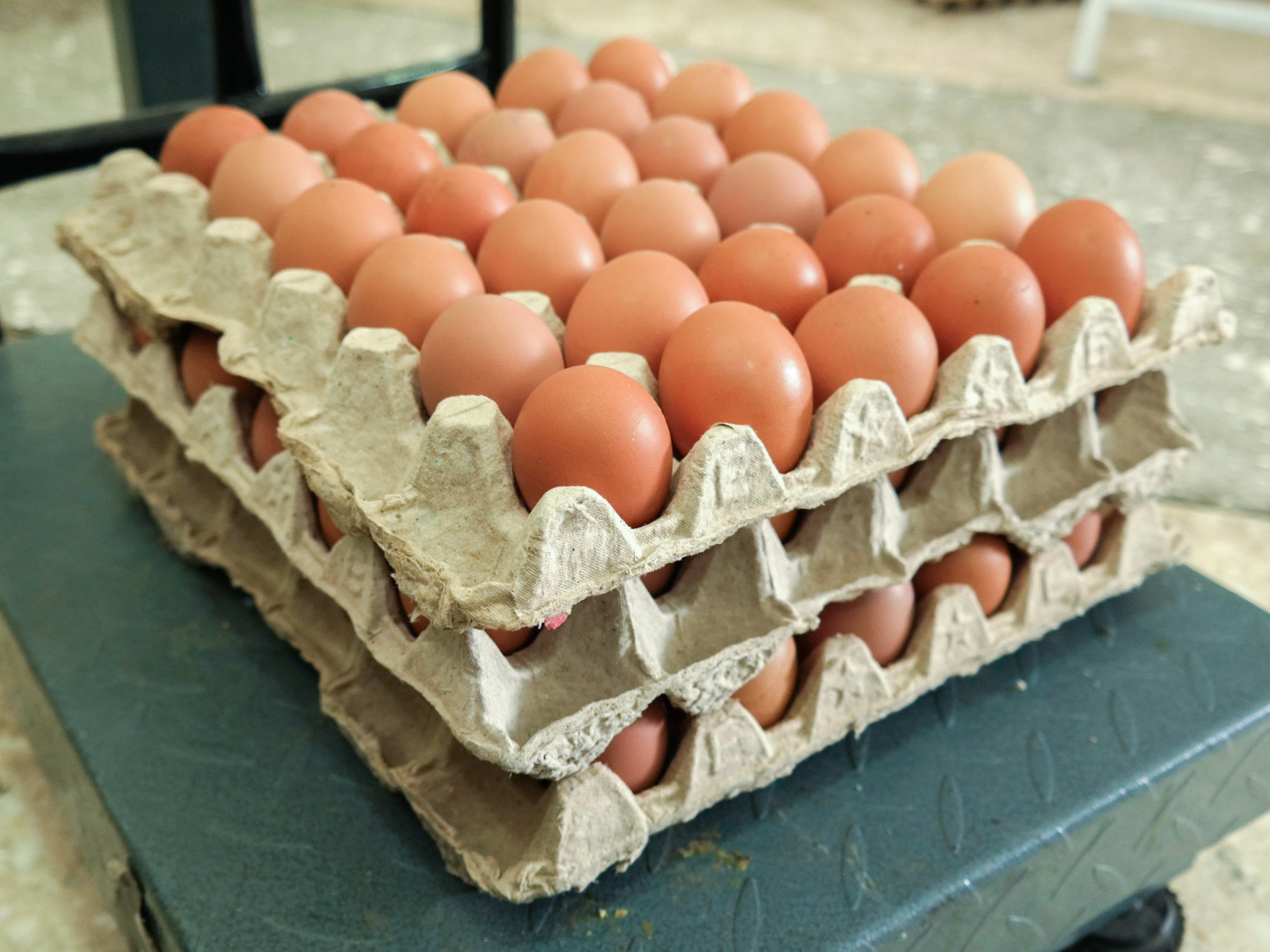 Telur Ayam Negeri [Bandung, Jawa Barat] | Rolas