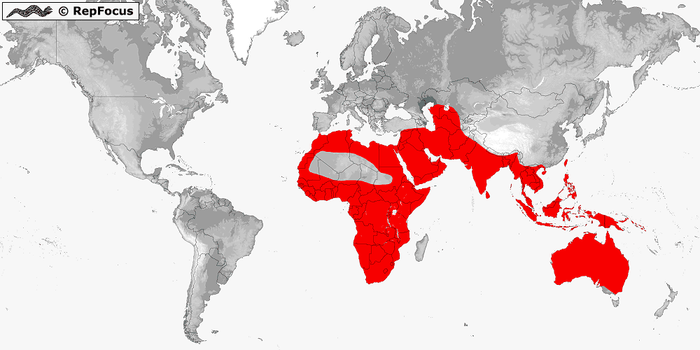 Los varanos. Corazón de dragón