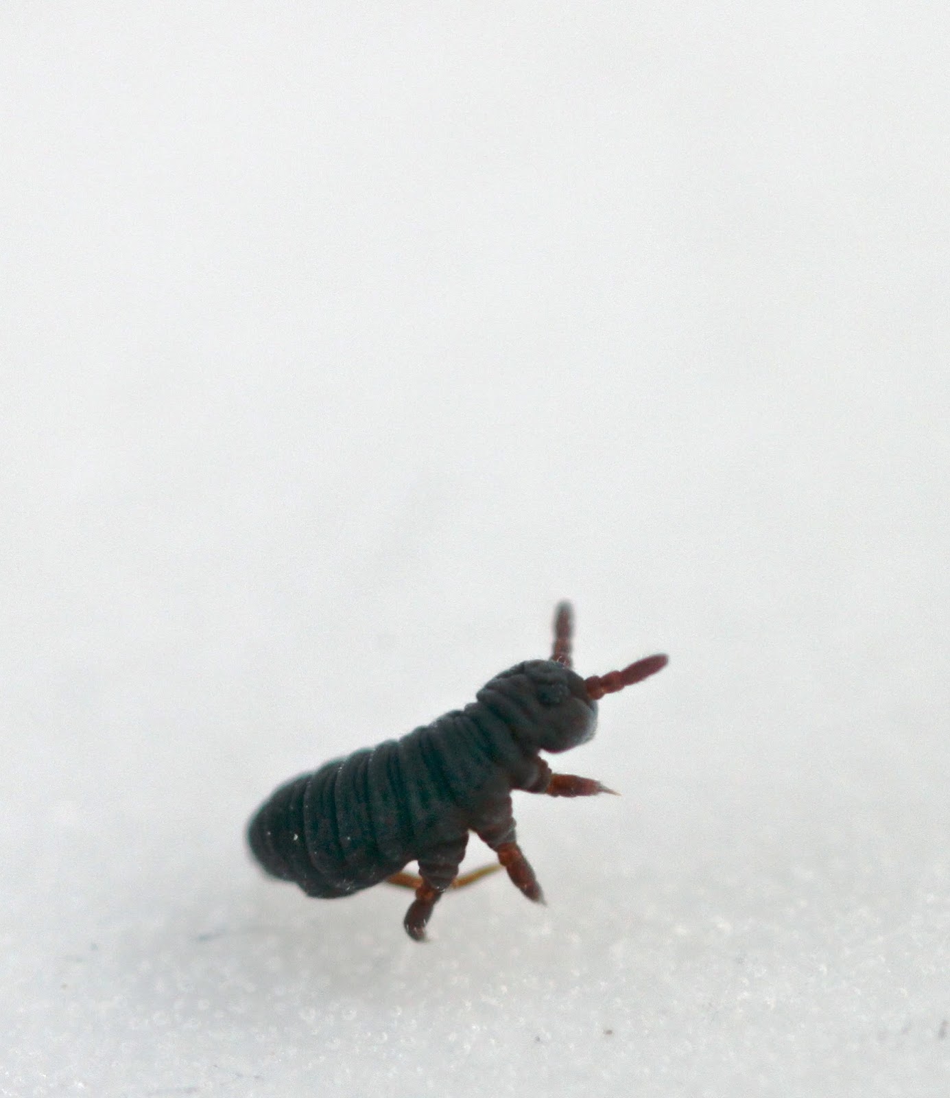 Real Monstrosities: Water Springtail