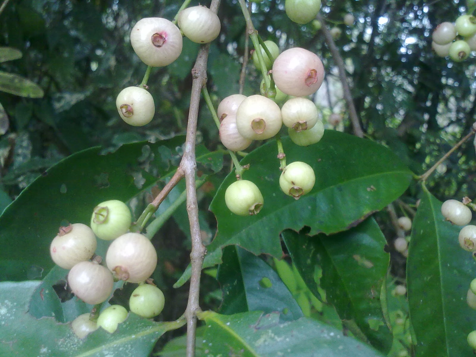 Azram Sulong: pokok serai kayu