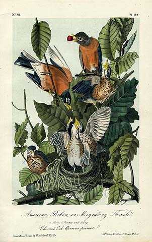 John James Audubon - bio | Facts About All