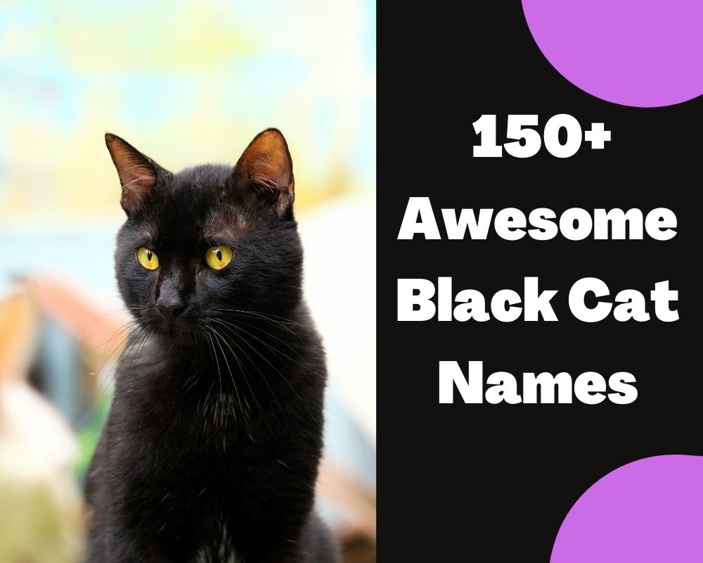 Awesome Black Cat Names Men Female 2021 awesome-black-cat-names-men-female-2021