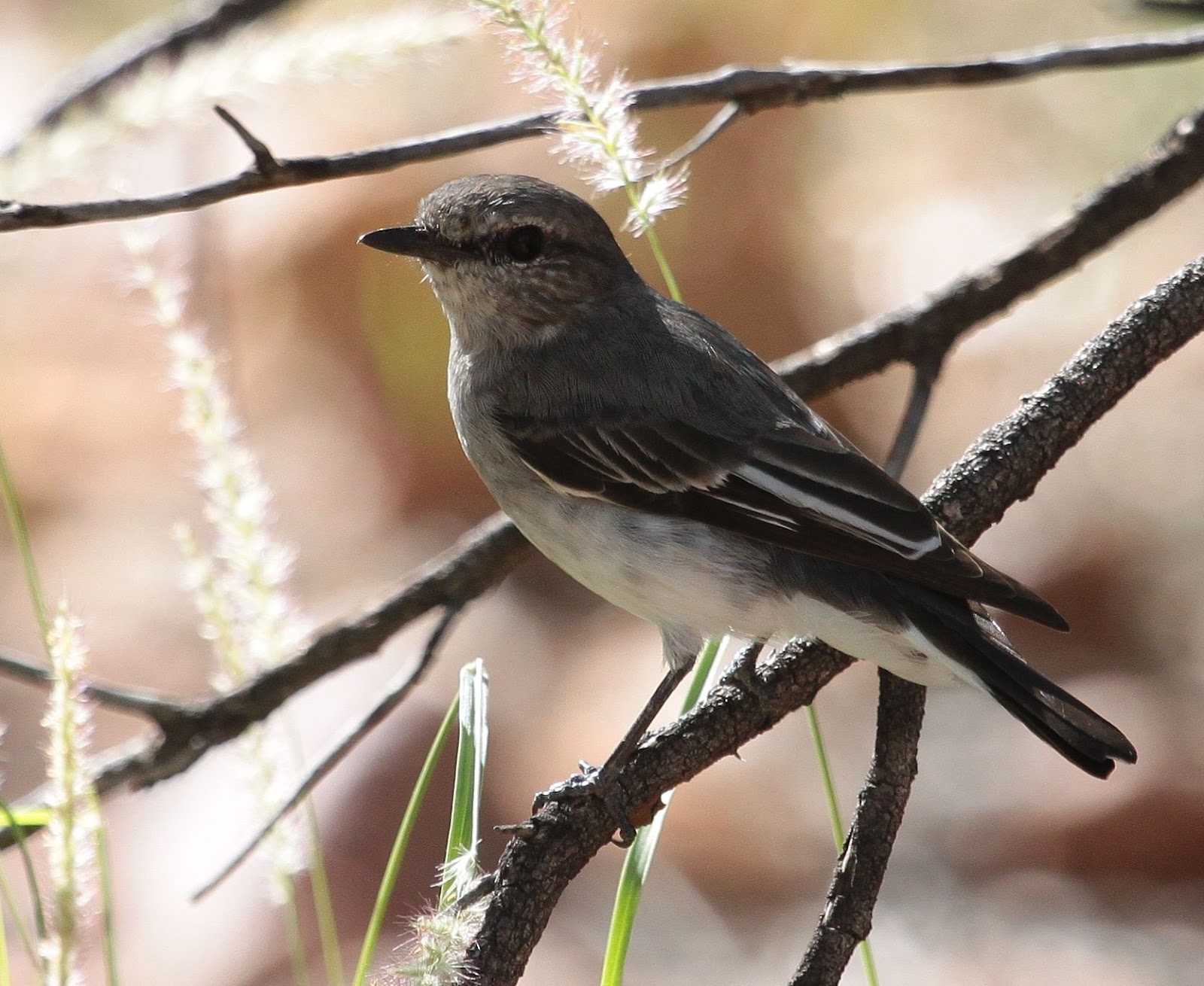 Richard Waring's Birds of Australia: Weebill, Willie Wagtail, Female ...