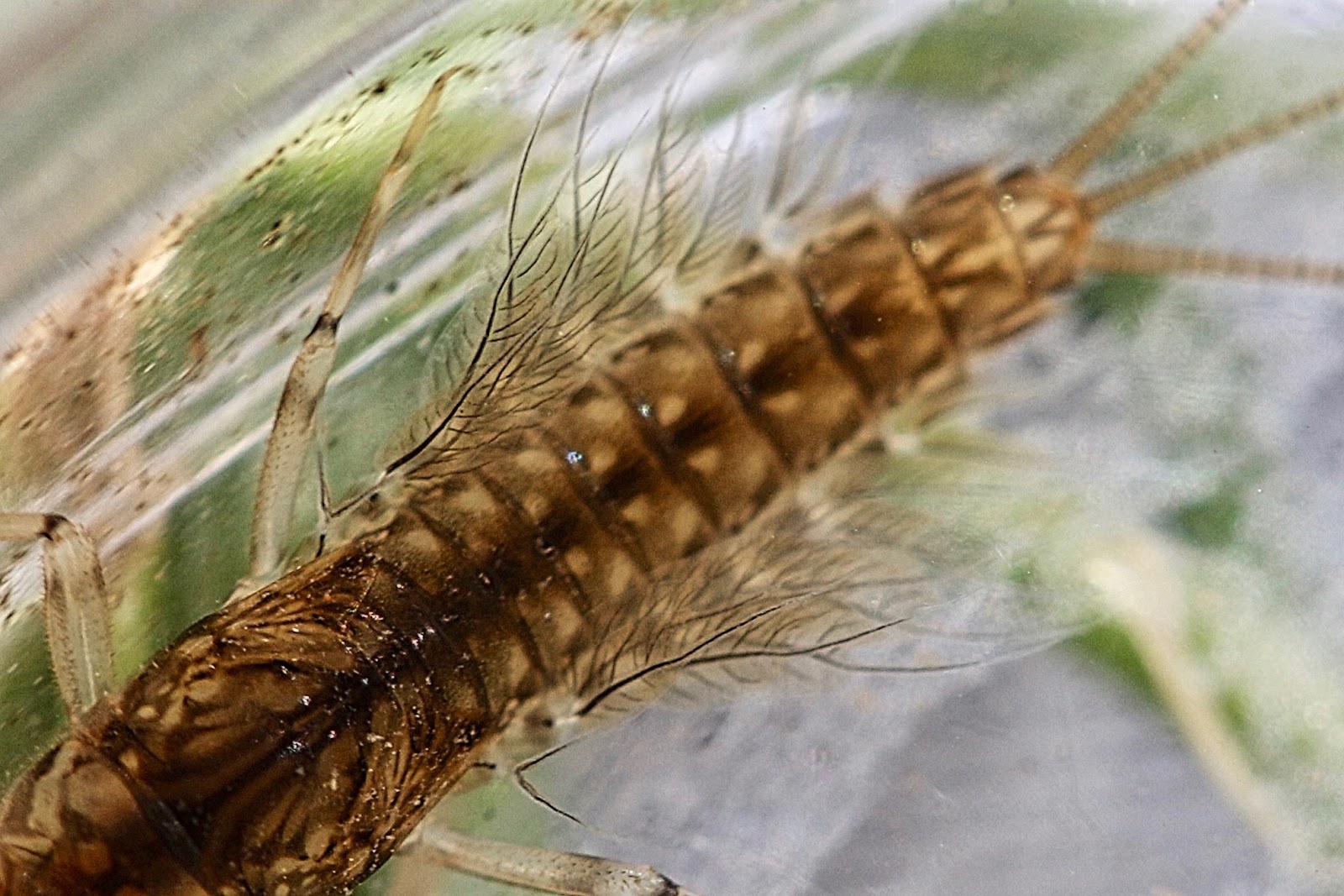 Aquatic Insects of Central Virginia