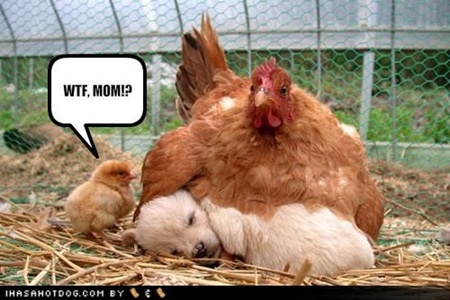 WTF Wednesday Chicken | Tinalicious