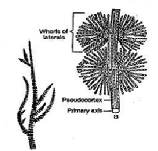 Department of Botany, Girraj Govt. College: Range of Thallus Structure ...