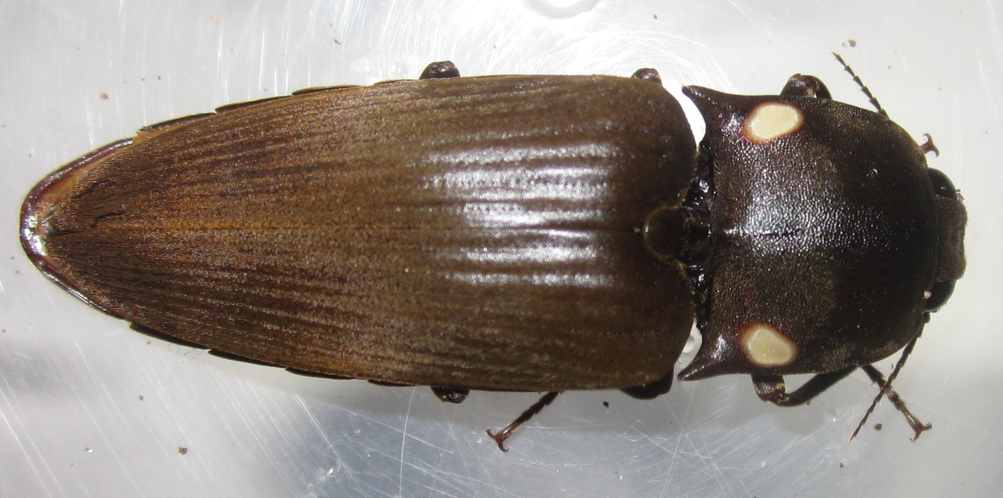 Invertebrate Dude: The Illuminating Ignelater!