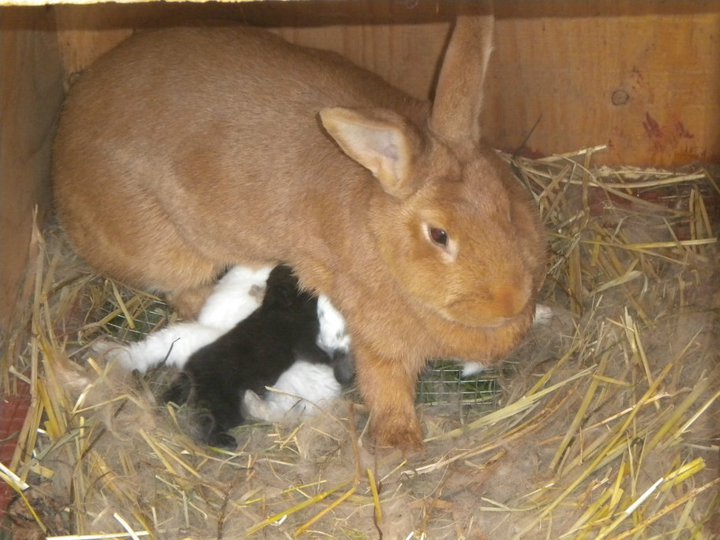 Blessed Acre Farm and Rabbitry: The times they are a-changin'...