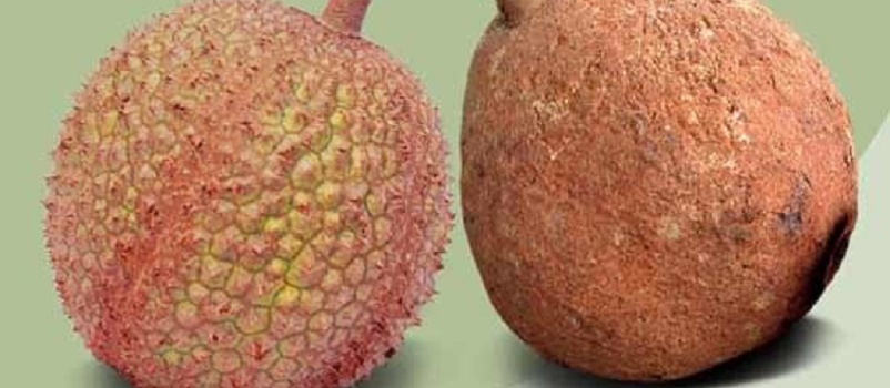 Durian Gundul Khas Lombok Cuma Bisa Bilang Mantap! | √ TERMURAH, Paket Tour Lombok | Wisata dan ...