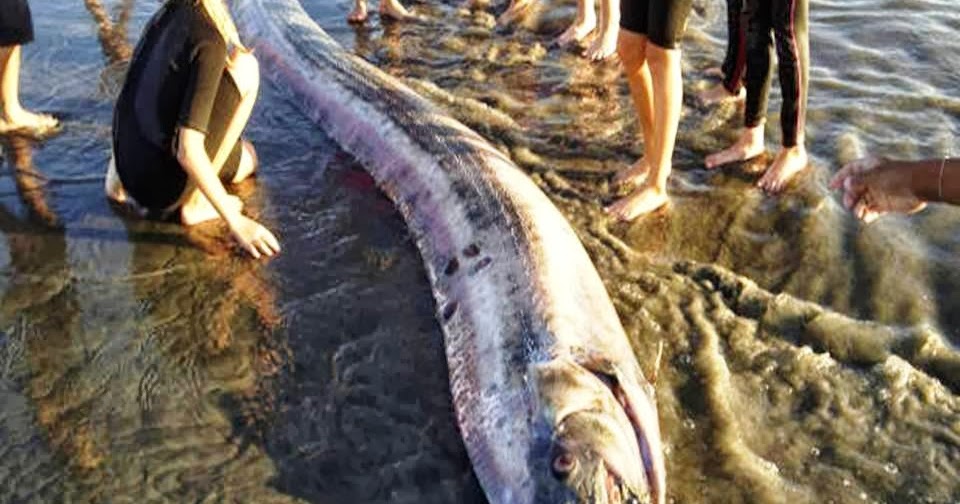 Second Sea Serpent 'Oarfish' washed up on Southern California beach ...
