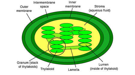 Eukaryotes Cells, Definition ,Functions ,Structure ,Type and notes for NEET