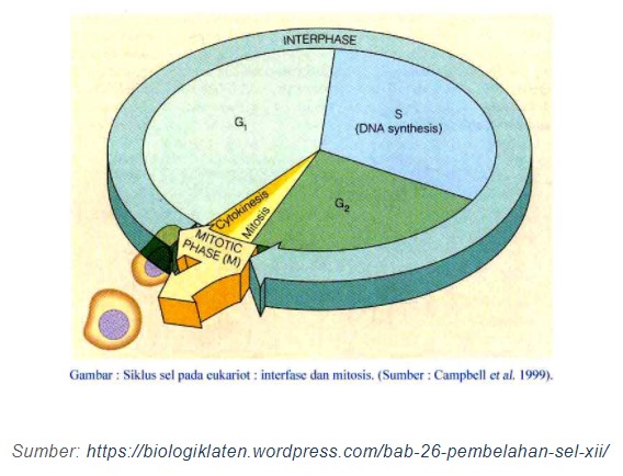 Pengertian dan Proses Pembelahan Sel | Pelajaran Biologi