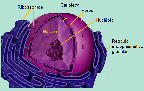 Biologia Na Escola: Novembro 2017