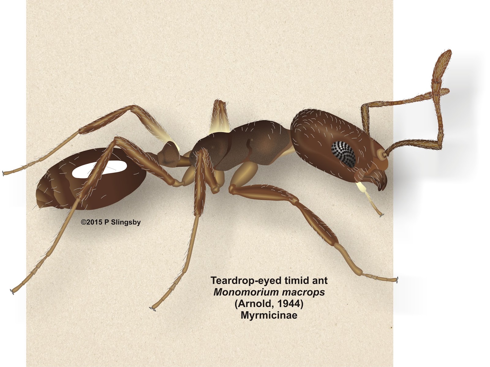 - Ants of Southern Africa -: Monomorium species : Pharaoh ants and ...