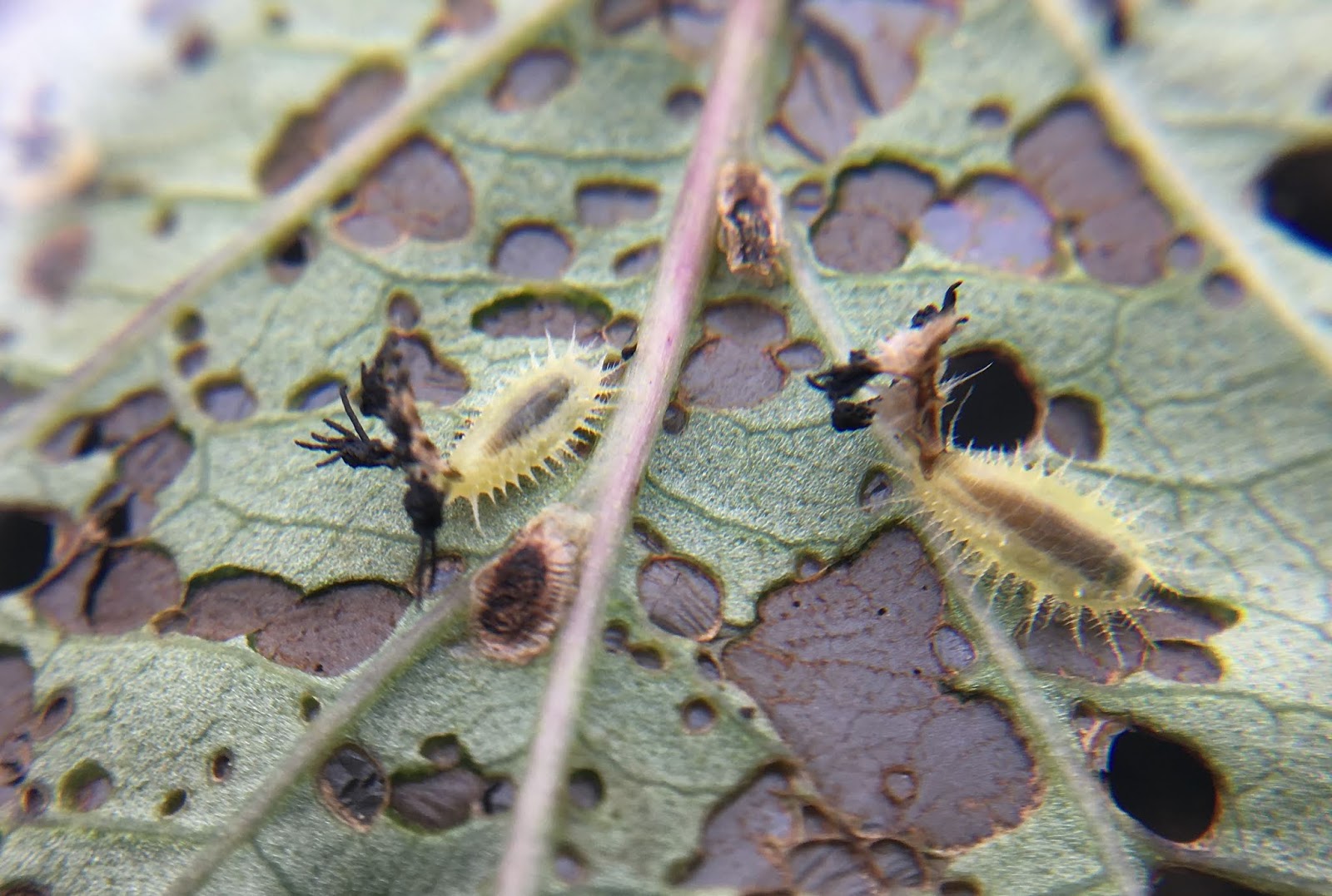Nova Scotia Vegetable Blog: Tortoise beetles on sweet potatoes