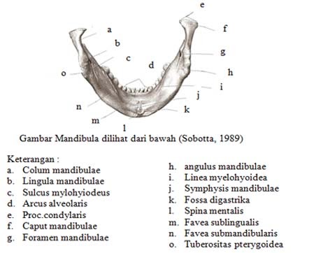 Anatomi Tulang Mandibula ~ Catatan Radiograf