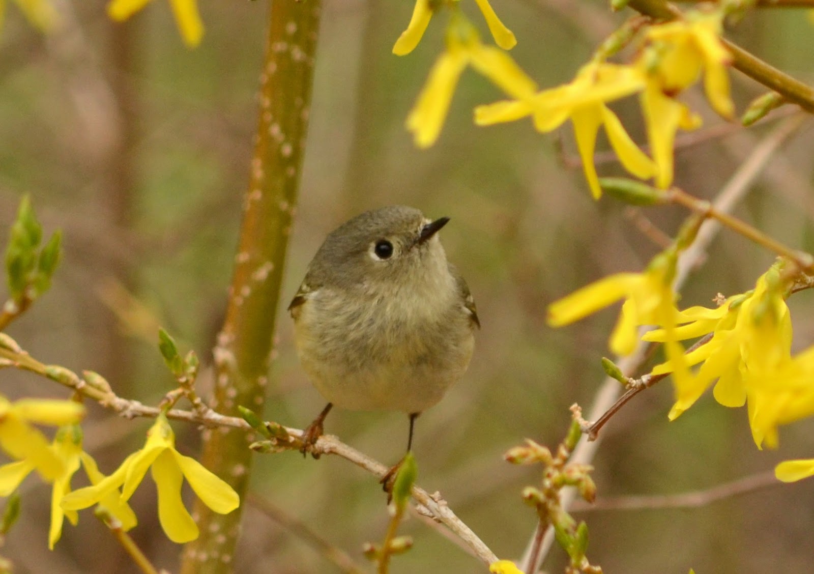 Woods Walks and Wildlife: Spring and Early Summer Highlights: Part II