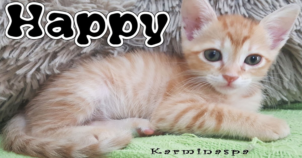 Seguro que te ríes, adopto a una gatita. Cute Cats.