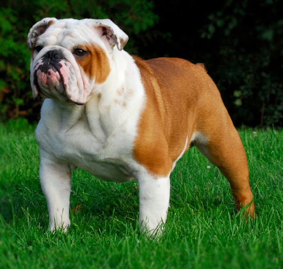 Bulldog ~ Explore Amazing World