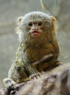 Albert: pygmy monkey