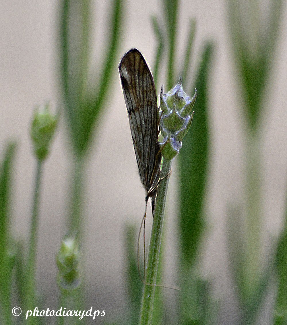 PhotoDiary: 23/05/2020 A few more of the insects seen around the garden ...