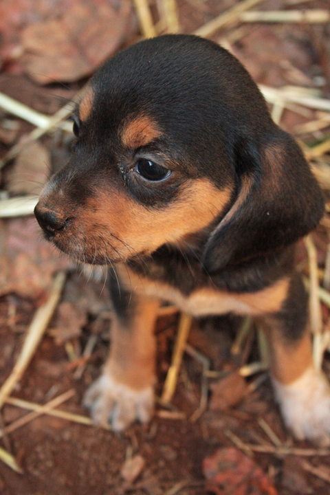 Backyard Beagles: Carolina